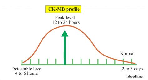 Creatine Kinase Ck Creatine Phosphokinase Cpk