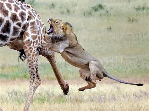 Lion Hunting Giraffe 12 Year Old Girl Faces Online Backlash Over