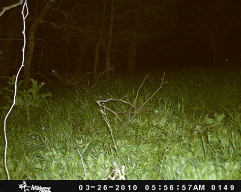 Texas Cryptid Hunter Camera Trapping Experiment Completed