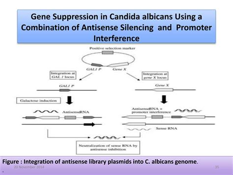 Transposon Mediated Mutagenesis Pptx
