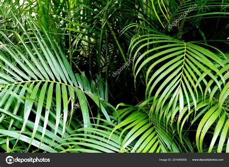 Tropical Green Palm Leaves Background Nature Pattern Concept Stock