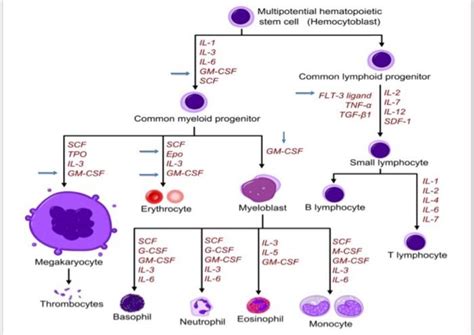 Solved Gm Csf Is It Granulocyte Monocyte How Dose It Act