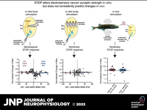 Spike Timing Dependent Plasticity Alters Electrosensory Neuron Synaptic Strength In Vitro But
