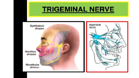 Trigeminal Nerve Anatomy Course Branches Function Dermatomes Chart