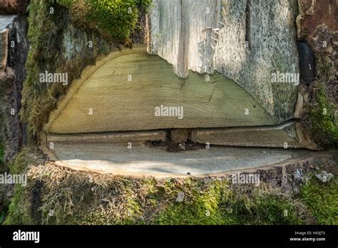 Big Tree Cutting In Process With Axe And Saw Stock Photo Alamy