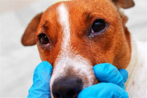 Todo Lo Que Debes Saber Sobre Las Alergias En Perros Y Gatos Causas Síntomas Y Tratamientos