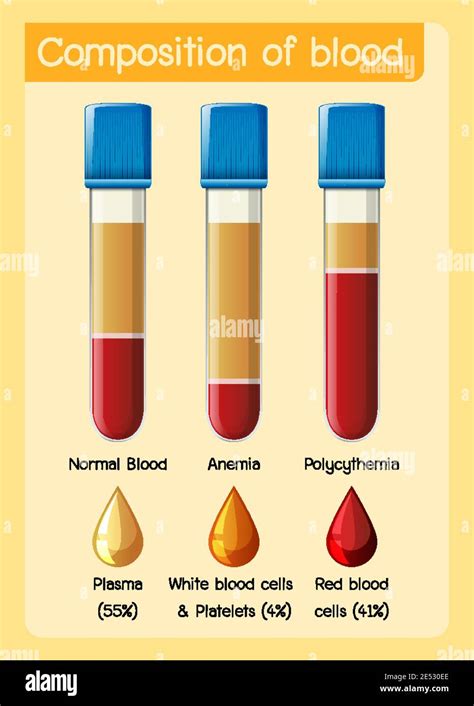 Composition Of Blood Diagram Illustration Stock Vector Image And Art Alamy