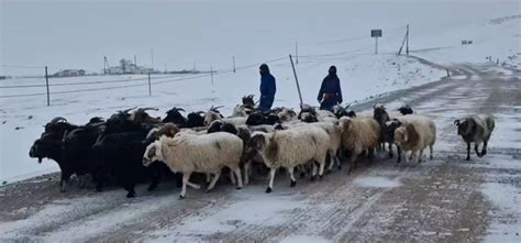 ДОРНОГОВЬ ДОРНОД ХЭНТИЙ СҮХБААТАР АЙМАГТ 55 ИРГЭНИЙГ ЭРЭН ХАЙХ АЖИЛЛАГАА ҮРГЭЛЖИЛЖ БАЙНА