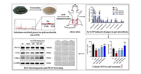 Polysaccharide From Ziyang Selenium Enriched Green Tea Prevents Obesity And Promotes Adipose