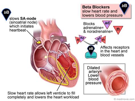Beta Blockers Mechanism Of Action RogertuBooker