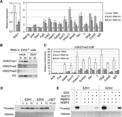 Ezh1 Mediates Methylation On Histone H3 Lysine 27 And Complements Ezh2 In Maintaining Stem Cell