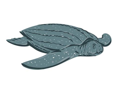 Leatherback Turtle Vector Art Icons And Graphics For Free Download
