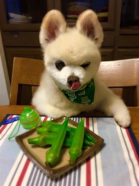 세상에서 가장 귀여운 강아지 무지개다리 건너다