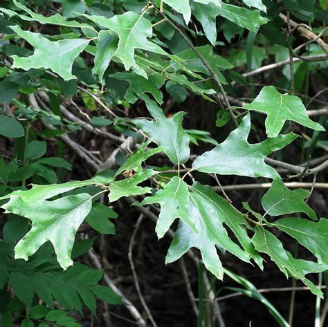 Quercus Falcata ~ Southern Red Oak Moons Tree Farm