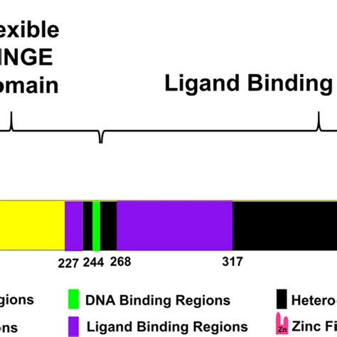 Schematic Representation Of Post Translational Modifications Of VDR