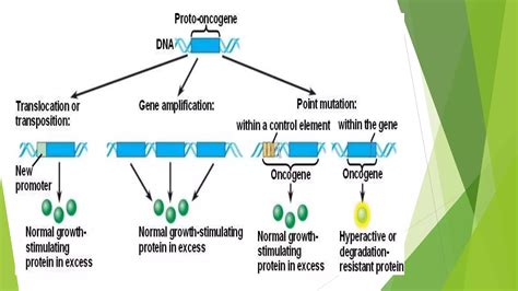Proto Oncogene To Onco Gene Cell Signaling Pptx
