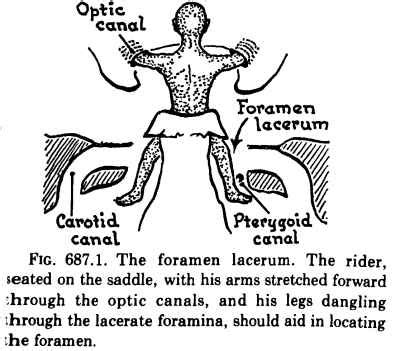 Foramen Lacerum And Carotid Canal