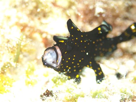 クマドリカエルアンコウ 魚類 ギャラリー 奄美大島ダイビングショップネイティブシー奄美公式