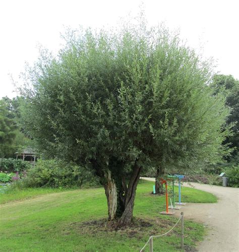 Chew Valley Trees Coppicing And Pollarding