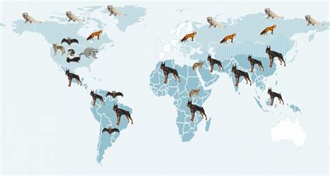 Rabies Global Impact And The Fight For Zero By 2030 National