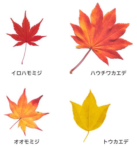 もみじ 神奈川県のその他