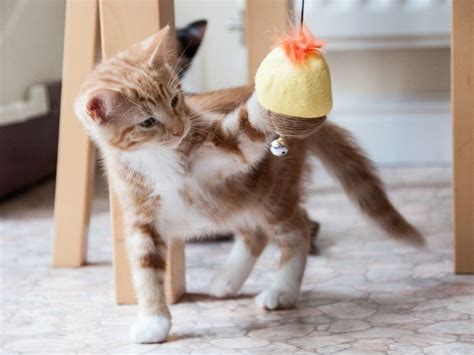 Kitten Behavior Problems Southside Veterinary Clinic