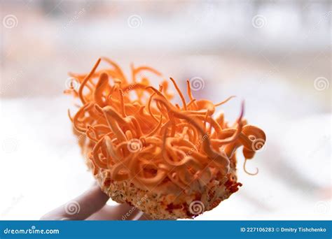 Cordycepin Using Fresh Cordyceps Cordycepin Fungi Human Health