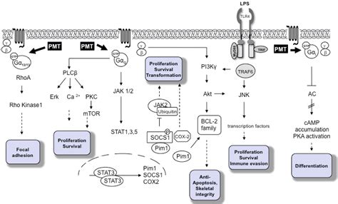 Pasteurella Multocida Toxin Pmt Dependent Signaling Pathways Pmt Download Scientific Diagram