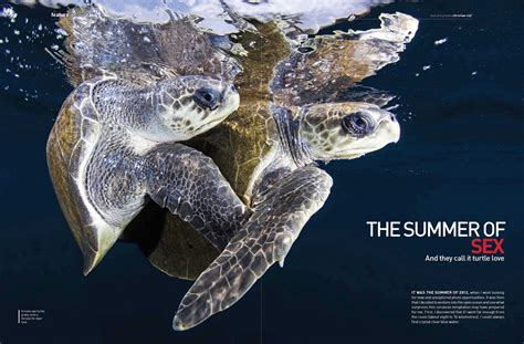 The Summer Of Sex An Exploration Of Turtle Love Underwater