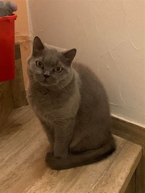 Luna Wants You To Know That She Indeed Likes To Wrap Her Tail Around Herself R Kittytailwrap