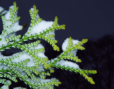 Free Images Tree Branch Snow Winter Leaf Flower Green Produce