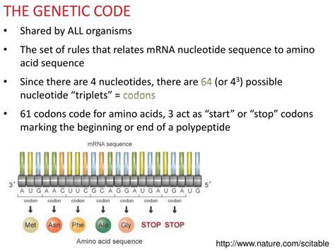 Ppt Flow Of Genetic Information From Dna Rna Protein Powerpoint