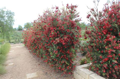 Slim™ Callistemon Viminalis Cv01 Botanica Nurseries