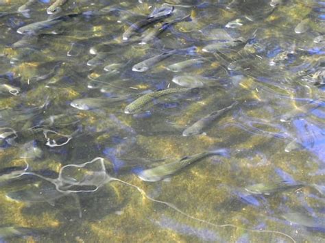 Whatcom Falls Trout Hatchery Updated July 2025 1700 Silver Beach Rd