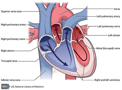 Vacterl Association Medlineplus Genetics