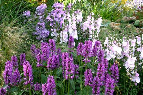 Stachys officinalis 'Hummelo' – Ballyrobert Gardens
