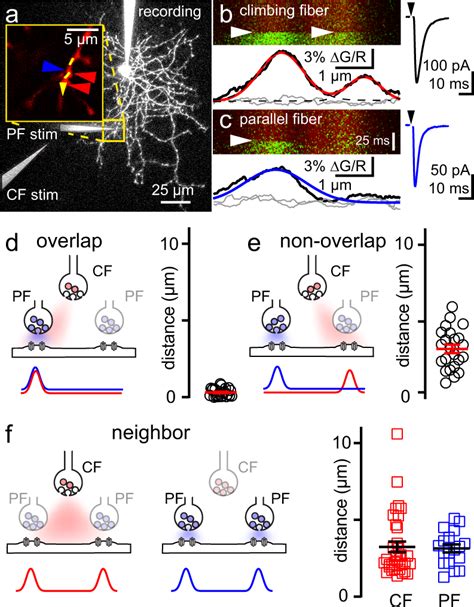 Spatial Overlap Of Cf And Pf Ampar Cats A Mli Image Showing Two Pathway Download Scientific