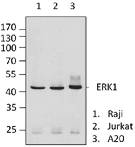Biolegend Purified Anti Erk1 Quantity Each Of 1 Fisher Scientific