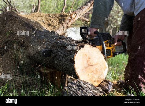 Man Cuts A Fallen Tree Dangerous Work In Forest Stock Photo Alamy