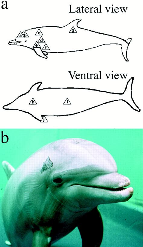 Mirror Self Recognition In The Bottlenose Dolphin A Case Of Cognitive