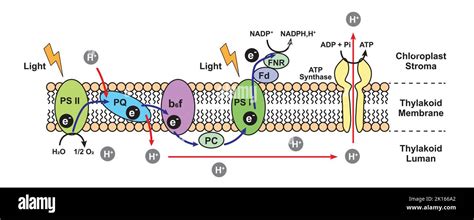 Drawing Light Dependent Reaction At Charles Bolden Blog