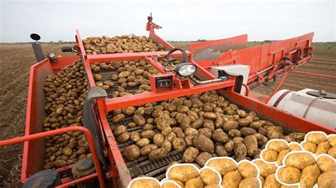 Amazing Modern Potato Farming In Europe Youtube