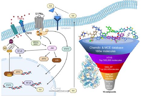 The Signal Transduction Pathways And The Hybrid Virtual Screening Download Scientific Diagram