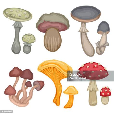 화려한 만화 다양한 유독 한 버섯의 벡터 세트는 배경에서 분리 된 것입니다 아마니타와 가짜 버섯 자연 클립 아트 컬렉션 0명에 대한 스톡 벡터 아트 및 기타 이미지 Istock