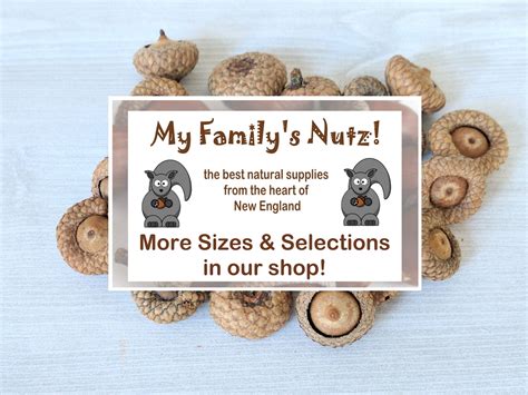 Tiny Acorns Small Real Acorns Natural Acorns Rustic Decor Thanksgiving