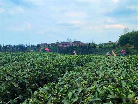 “蒙顶山茶”品牌价值达3714亿元，“雅安藏茶”品牌价值1990亿元！！中国