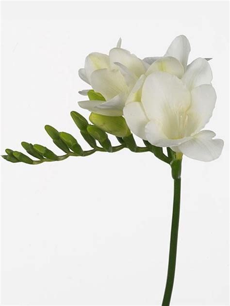 Pin By Larsa On Украшение тортов In 2024 Flower Decorations Plant