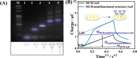 All In One Fabrication Of A Ratiometric Electrochemical Aptasensor With