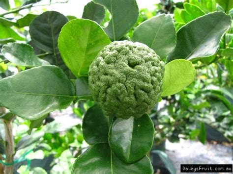 Dwarf Lime Tree