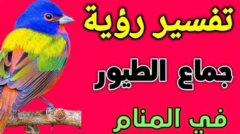 رؤية جماع الطيور في المنام ‏تفسير حلم رجل ينكح حيوان في المنام Youtube